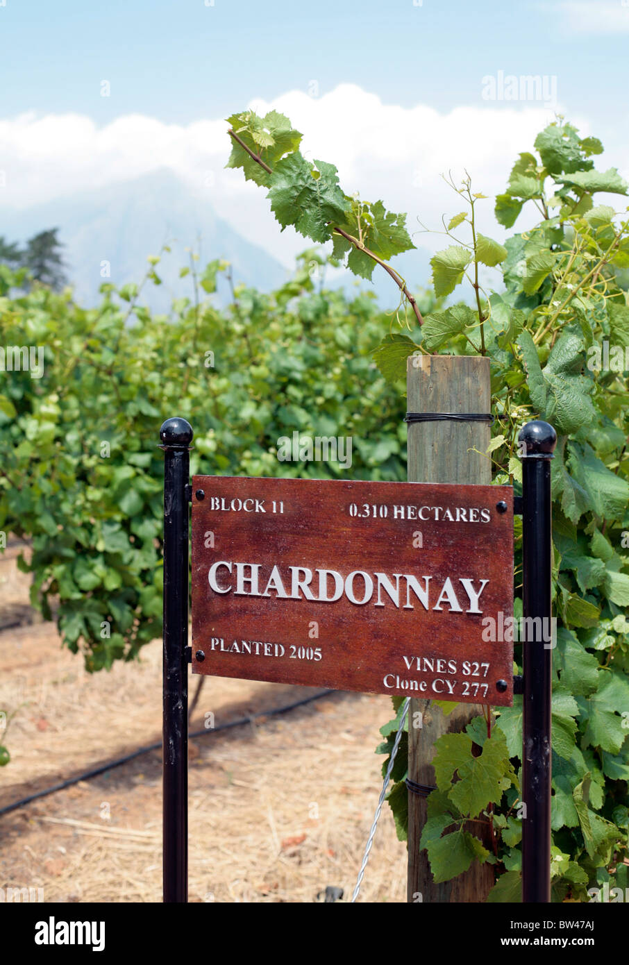 Sign showing type of grape (Chardonnay) and date planted at Delaire ...