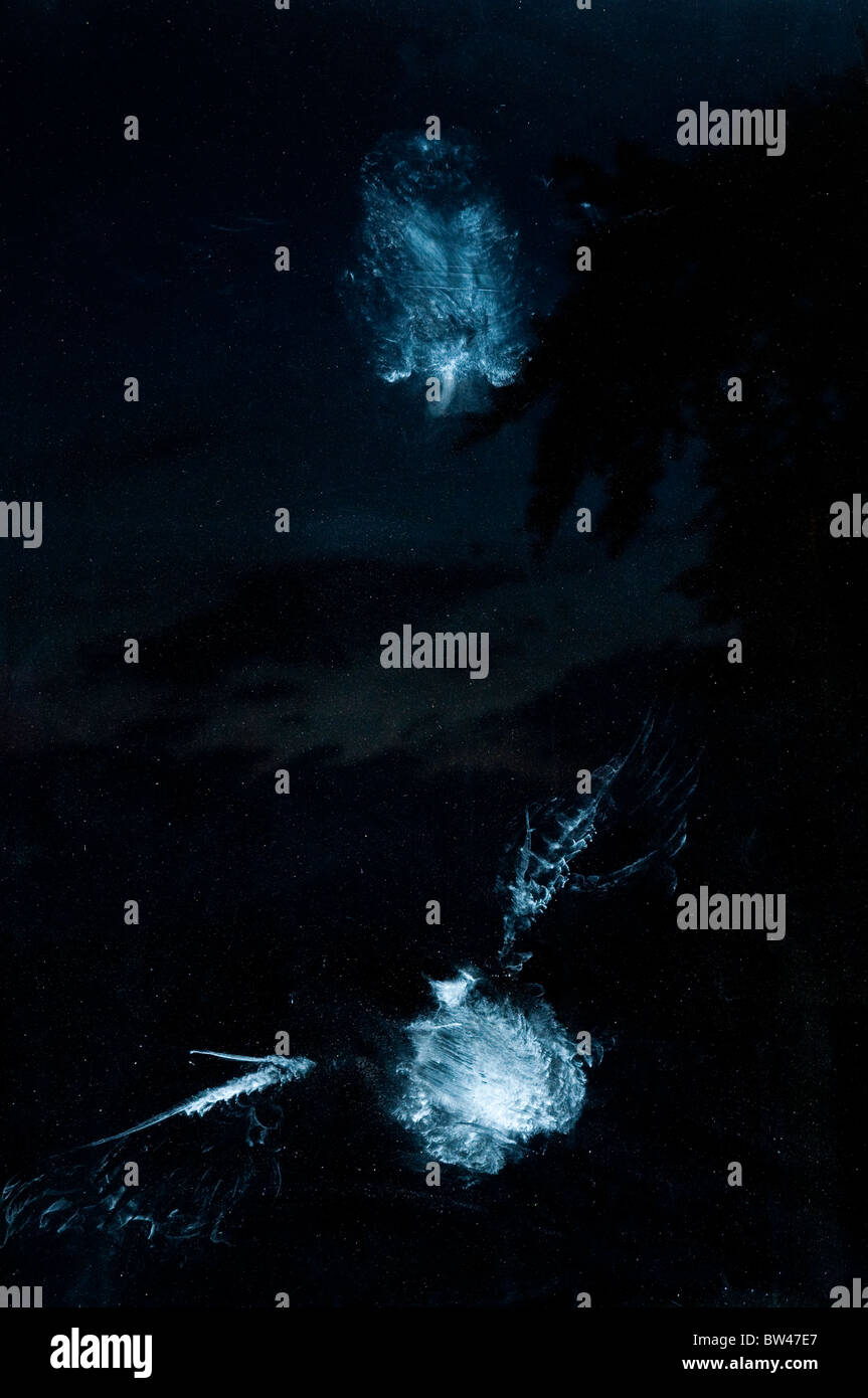 Bird hit window hi-res stock photography and images - Alamy