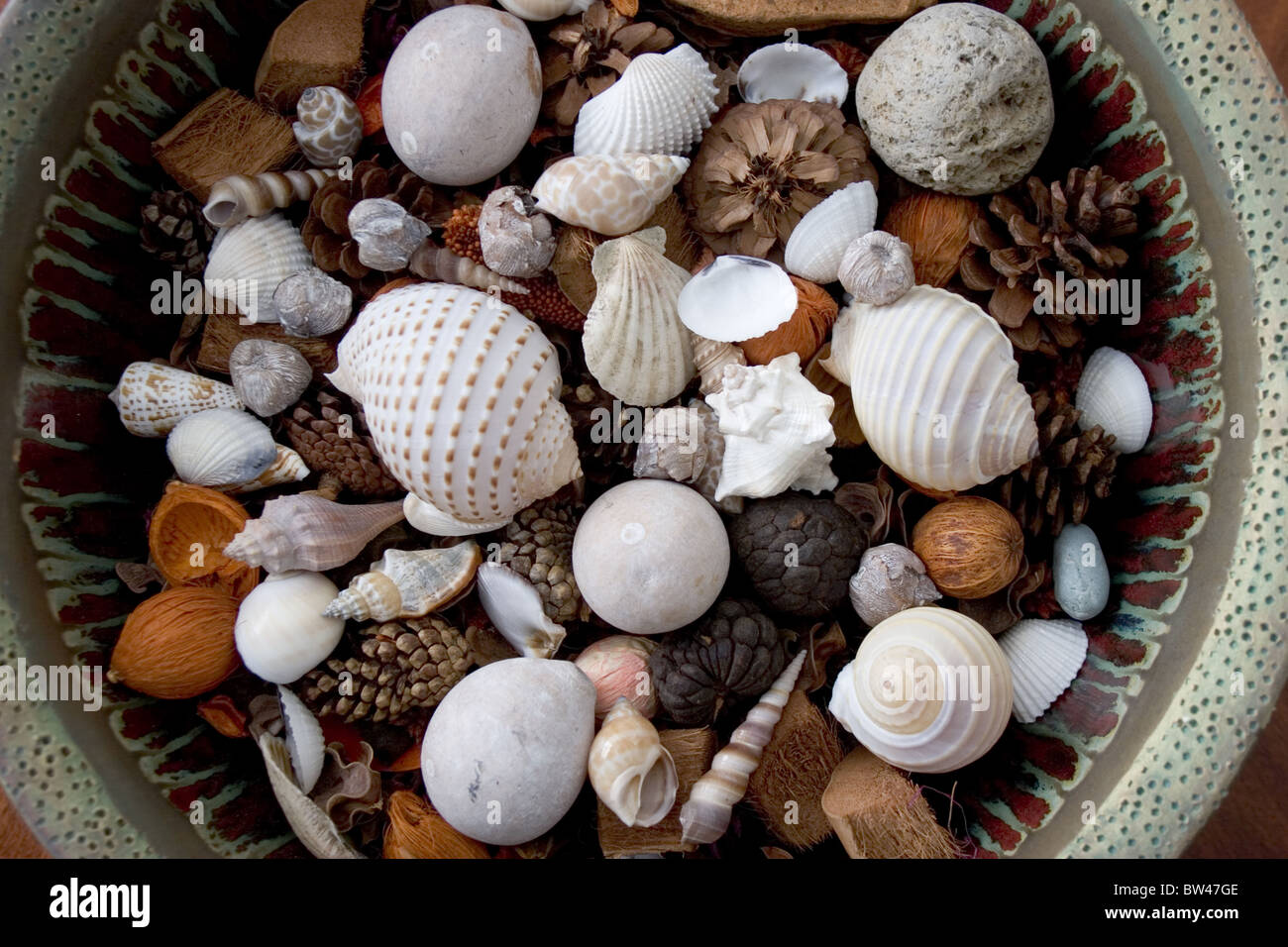 Florida beach shells hi-res stock photography and images - Alamy