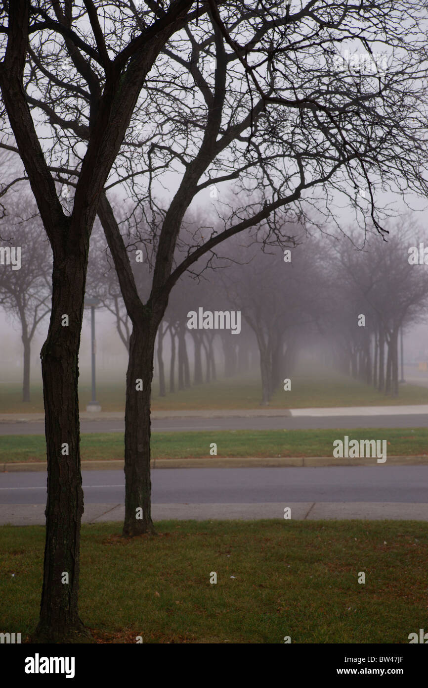 Trees in Fog Stock Photo - Alamy