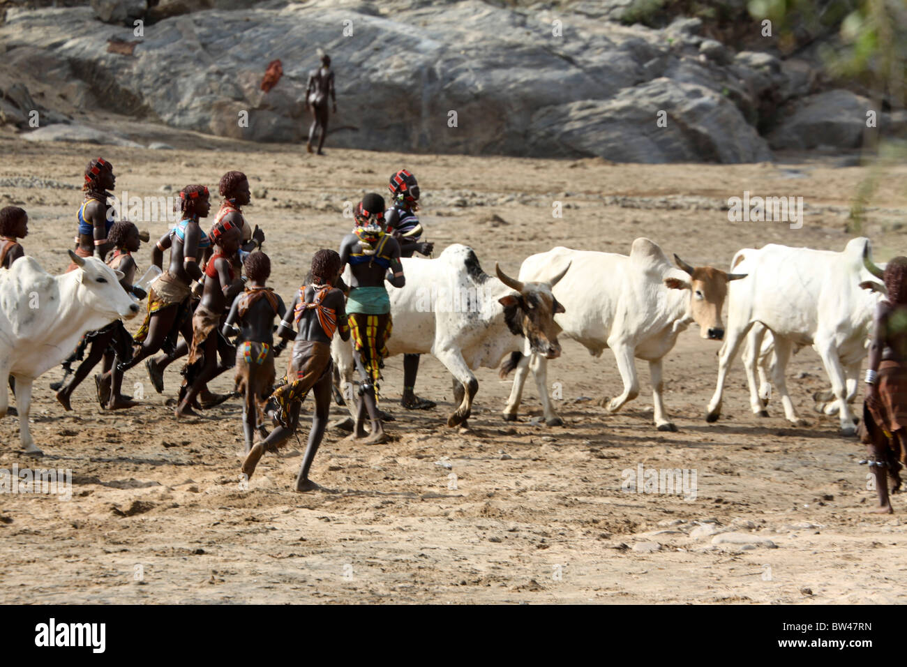 Herd of ethiopian cows hi-res stock photography and images - Alamy