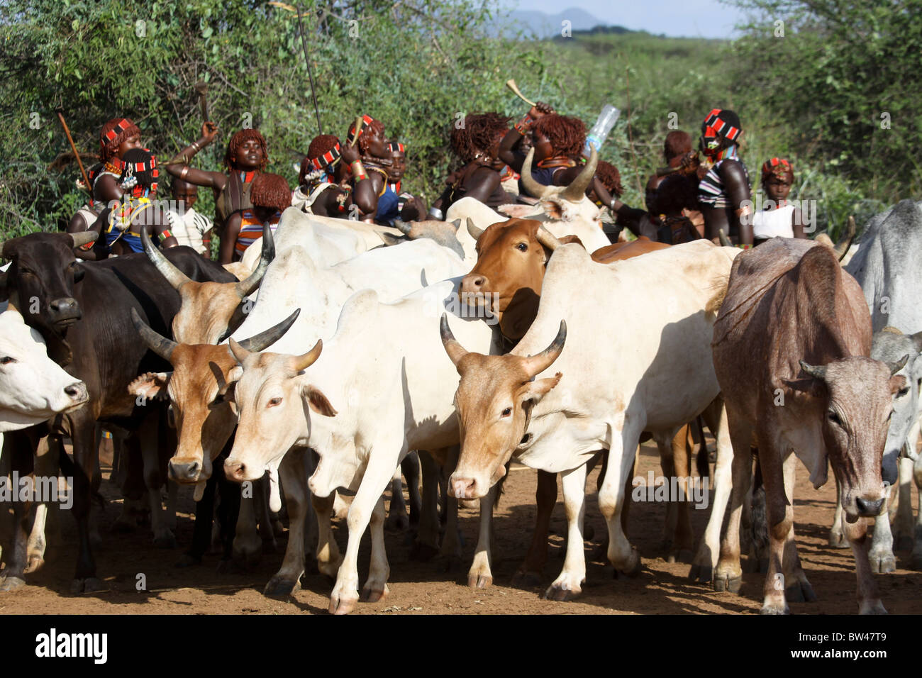 Hamar tribe cow hi-res stock photography and images - Alamy