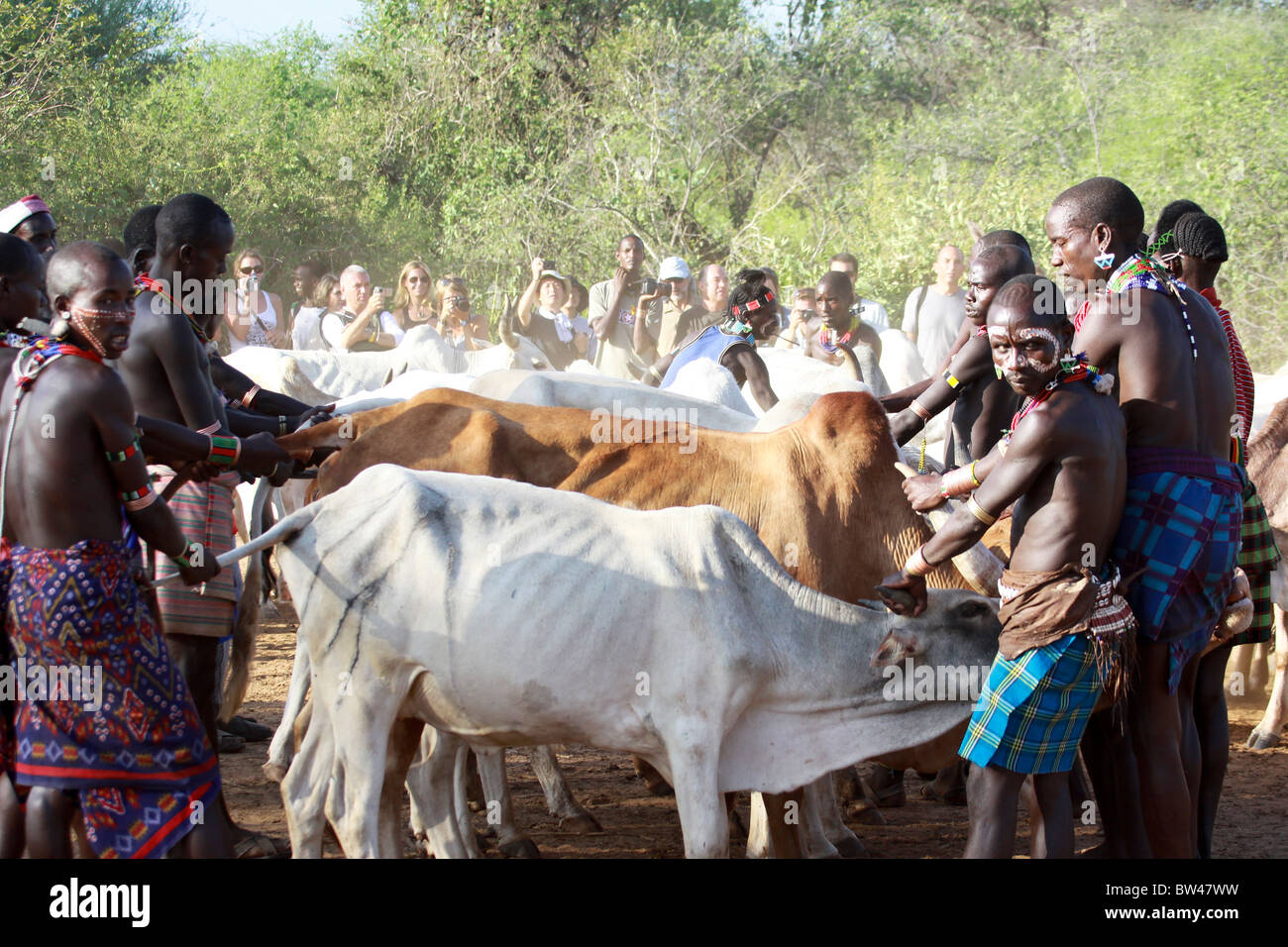 Hamer Tribe The Jumping of the Bulls ceremony Stock Photo - Alamy