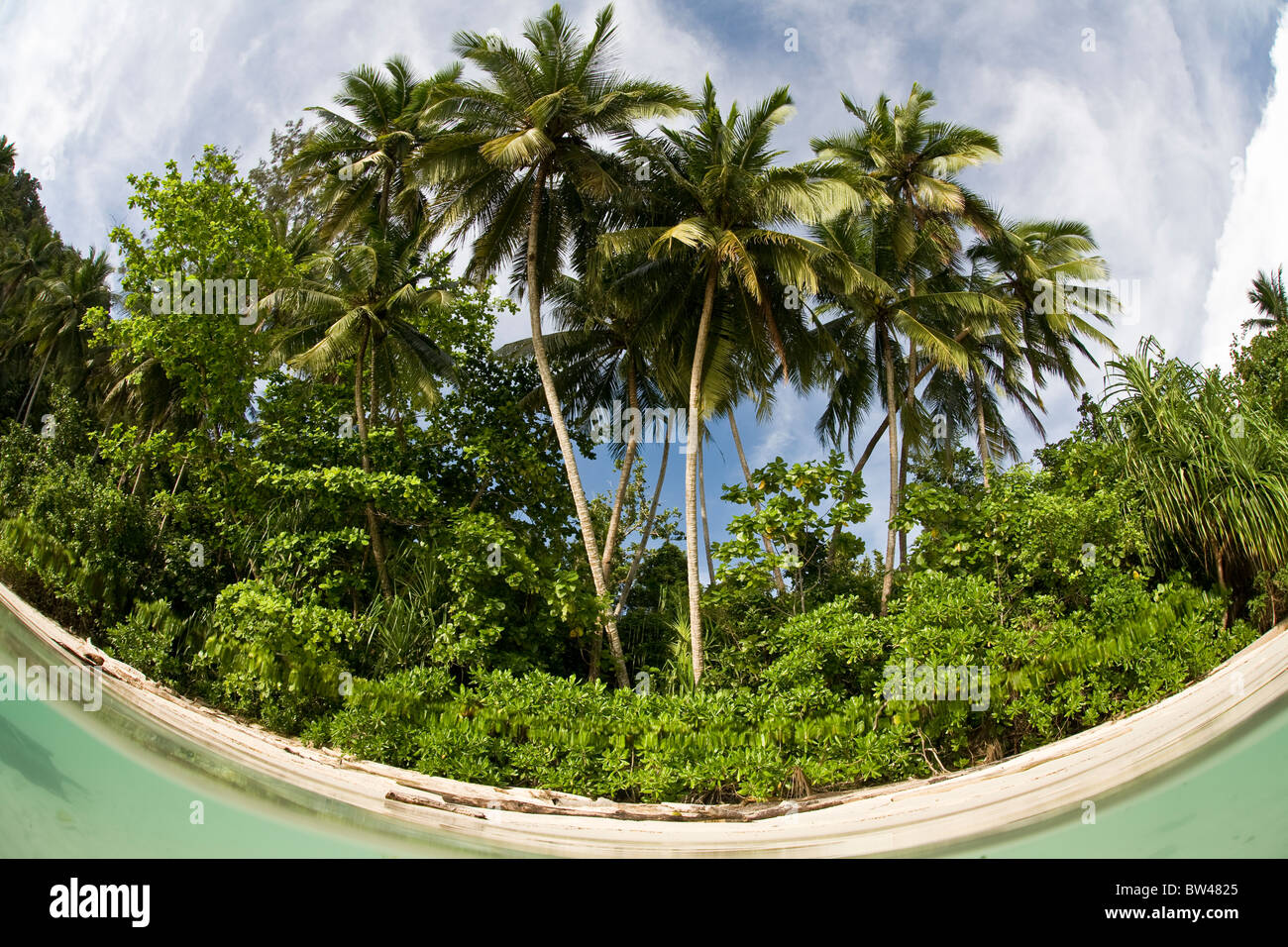 Palm trees line a beautiful, remote white sand beach in eastern ...
