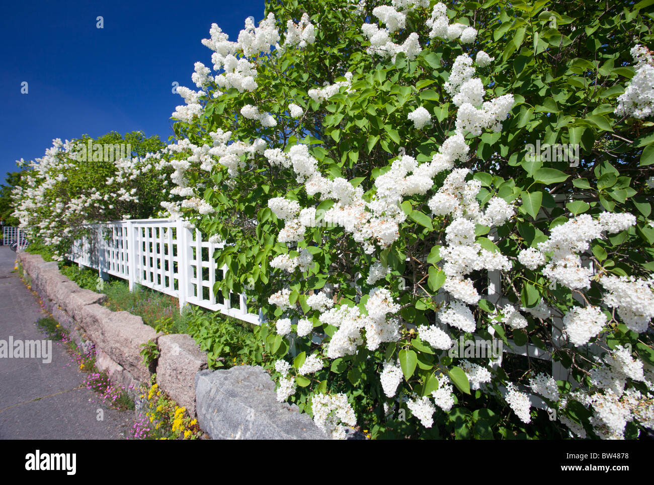 White lilac ( syringa ) bush blooming , Finland Stock Photo - Alamy