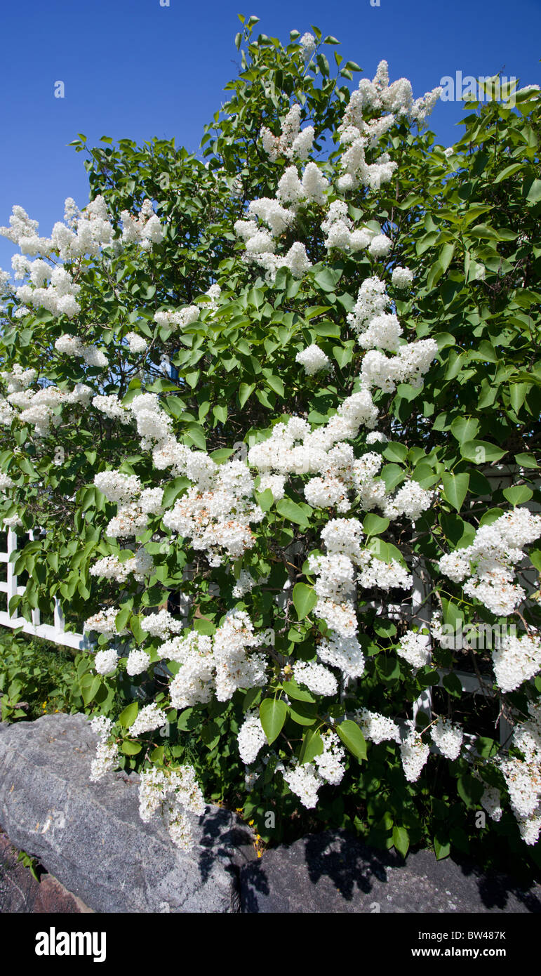 White lilac ( syringa ) bush blooming , Finland Stock Photo - Alamy
