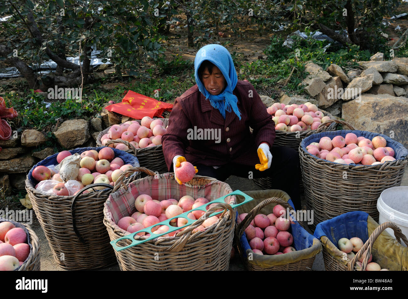 Chinese woman collecting apples in Yantai, Shandong province, China. 06 ...