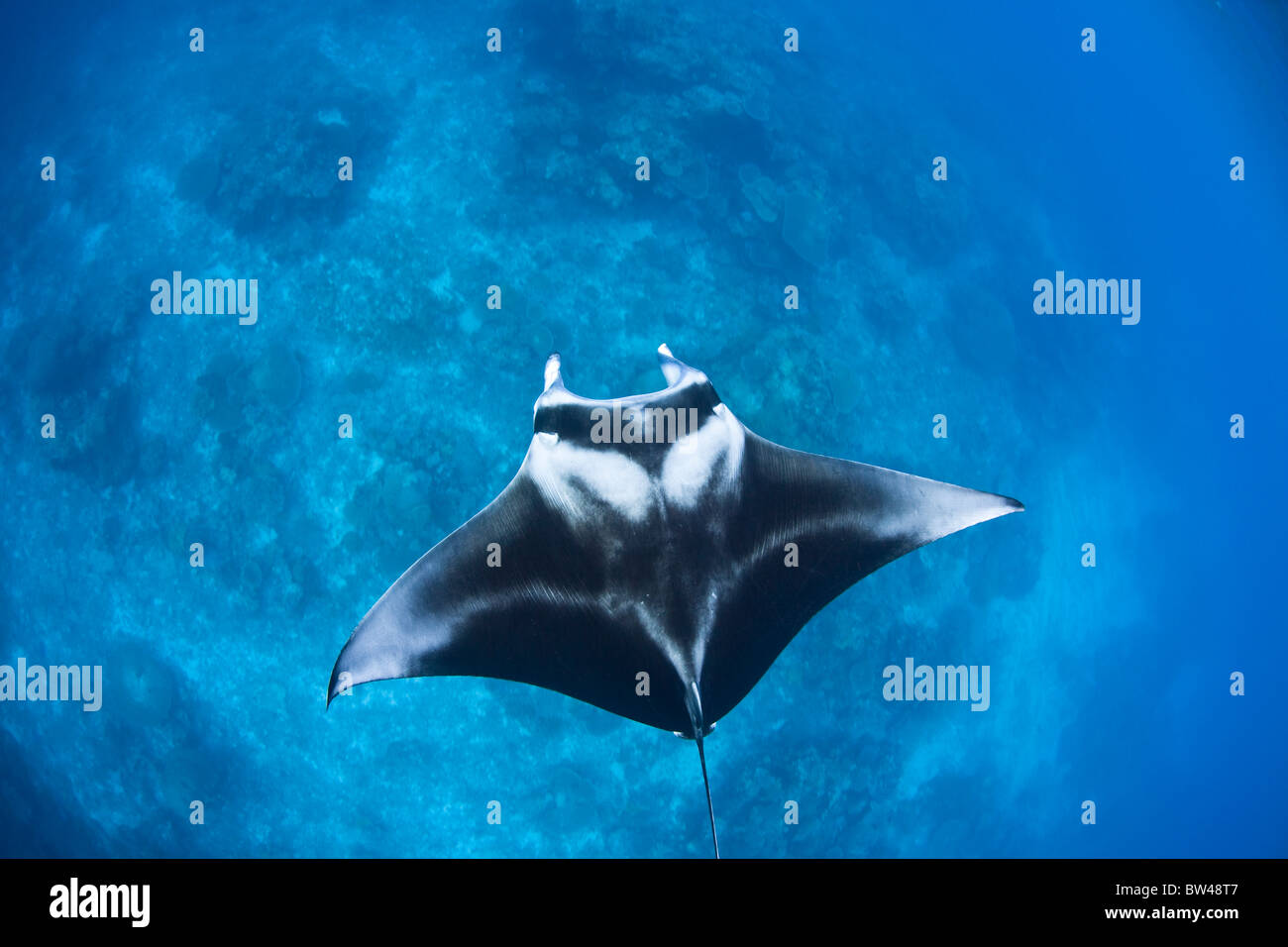 A young manta ray, Manta birostris, glides through blue water in the ...