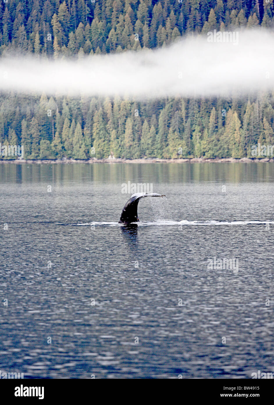 Humpback Whale Great Bear Rain Forest British Columbia Canada Stock ...