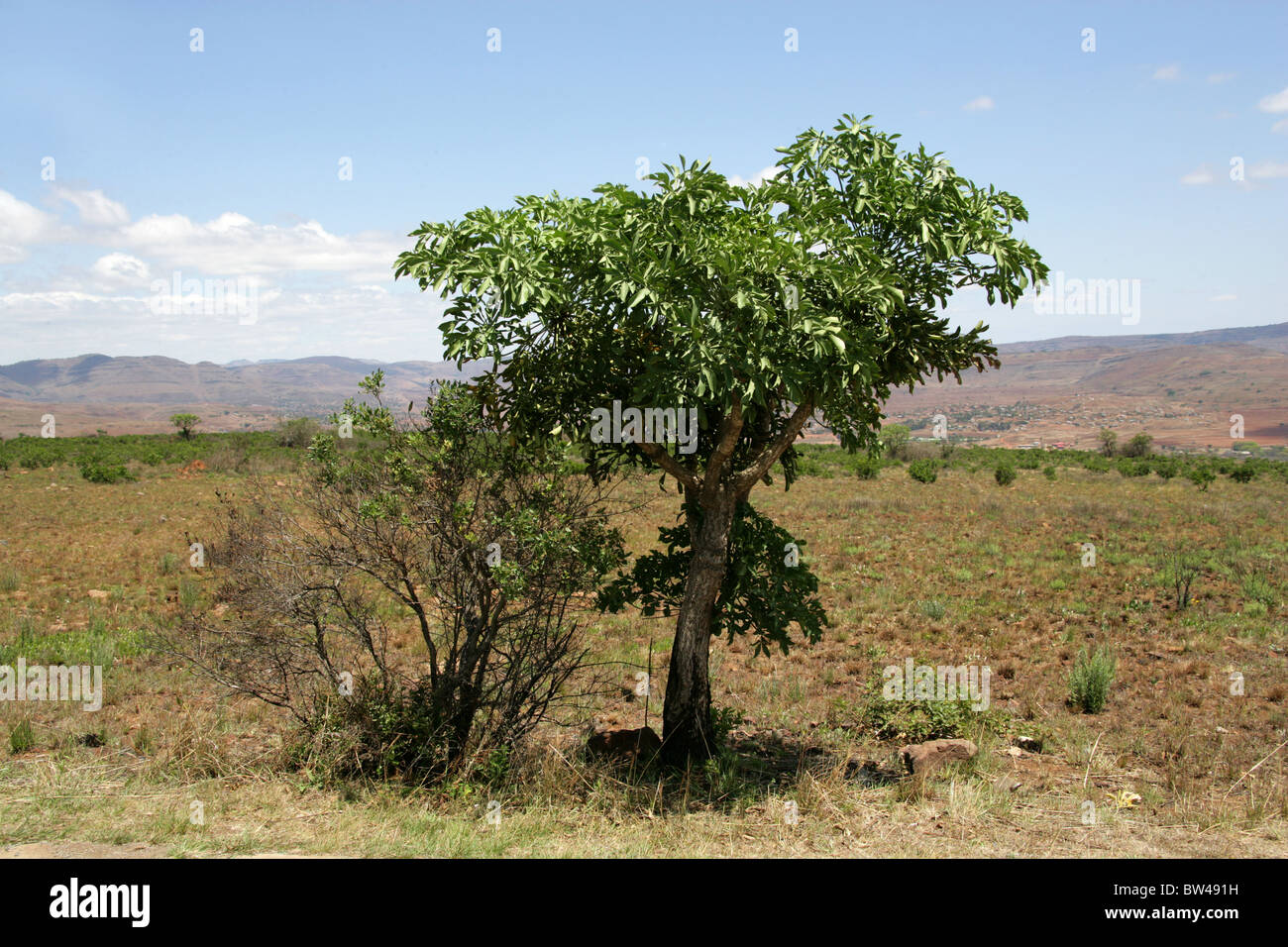 Cabbage tree hi-res stock photography and images - Alamy