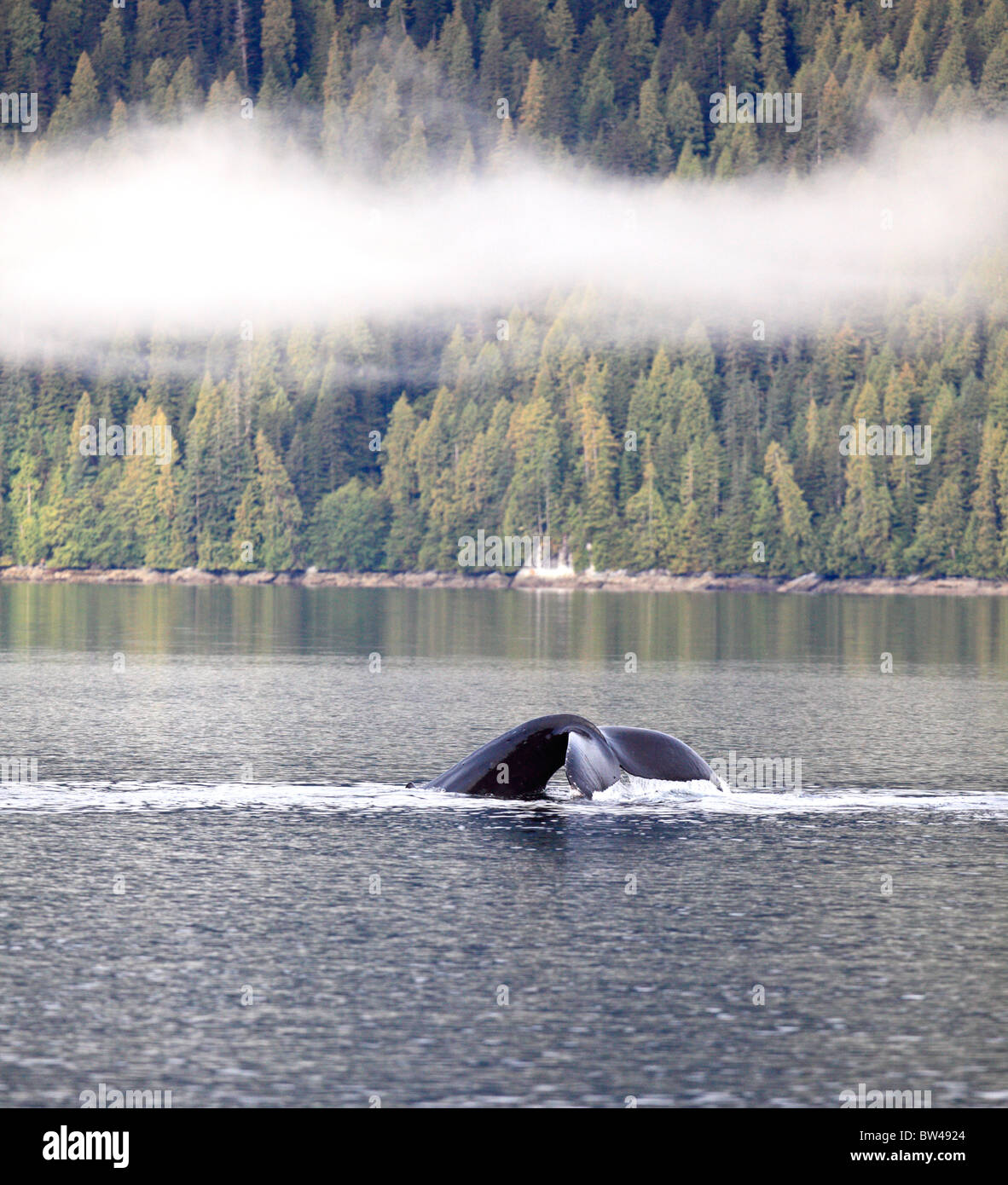 Humpback Whale Great Bear Rain Forest British Columbia Canada Stock ...