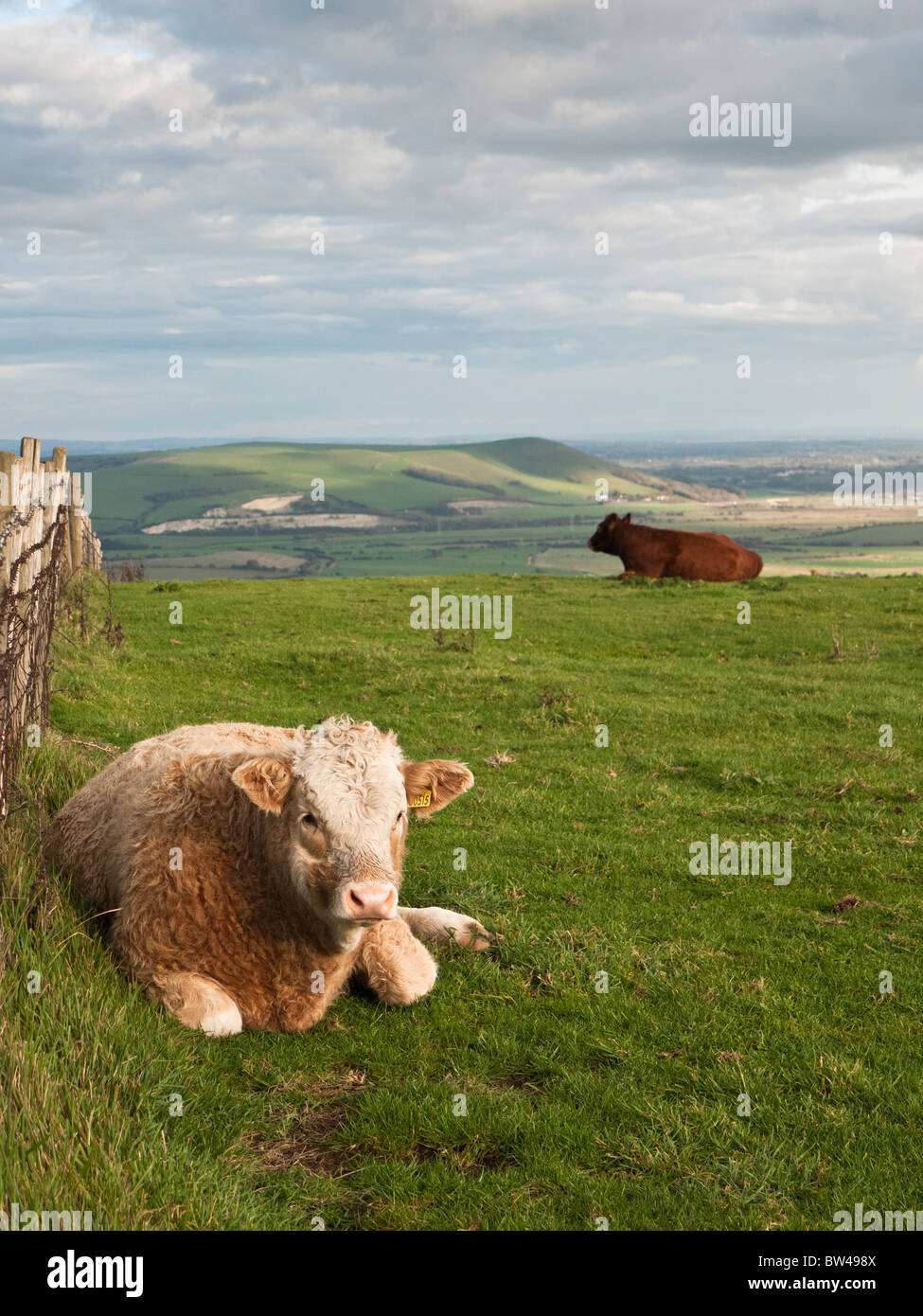 Sussex cows hi-res stock photography and images - Alamy