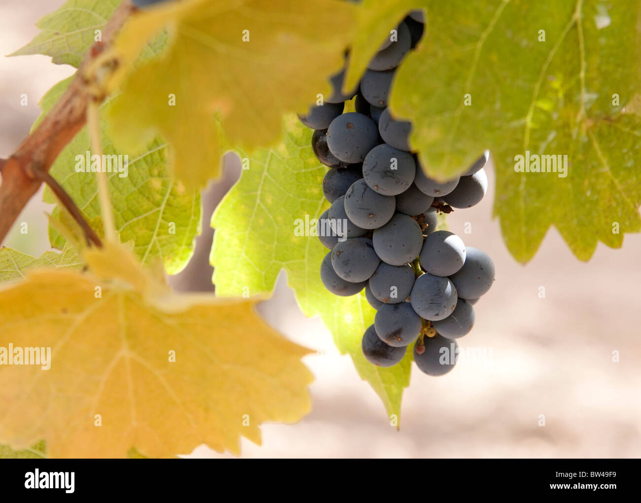 Red wine grapes ripping on the vine Stock Photo - Alamy