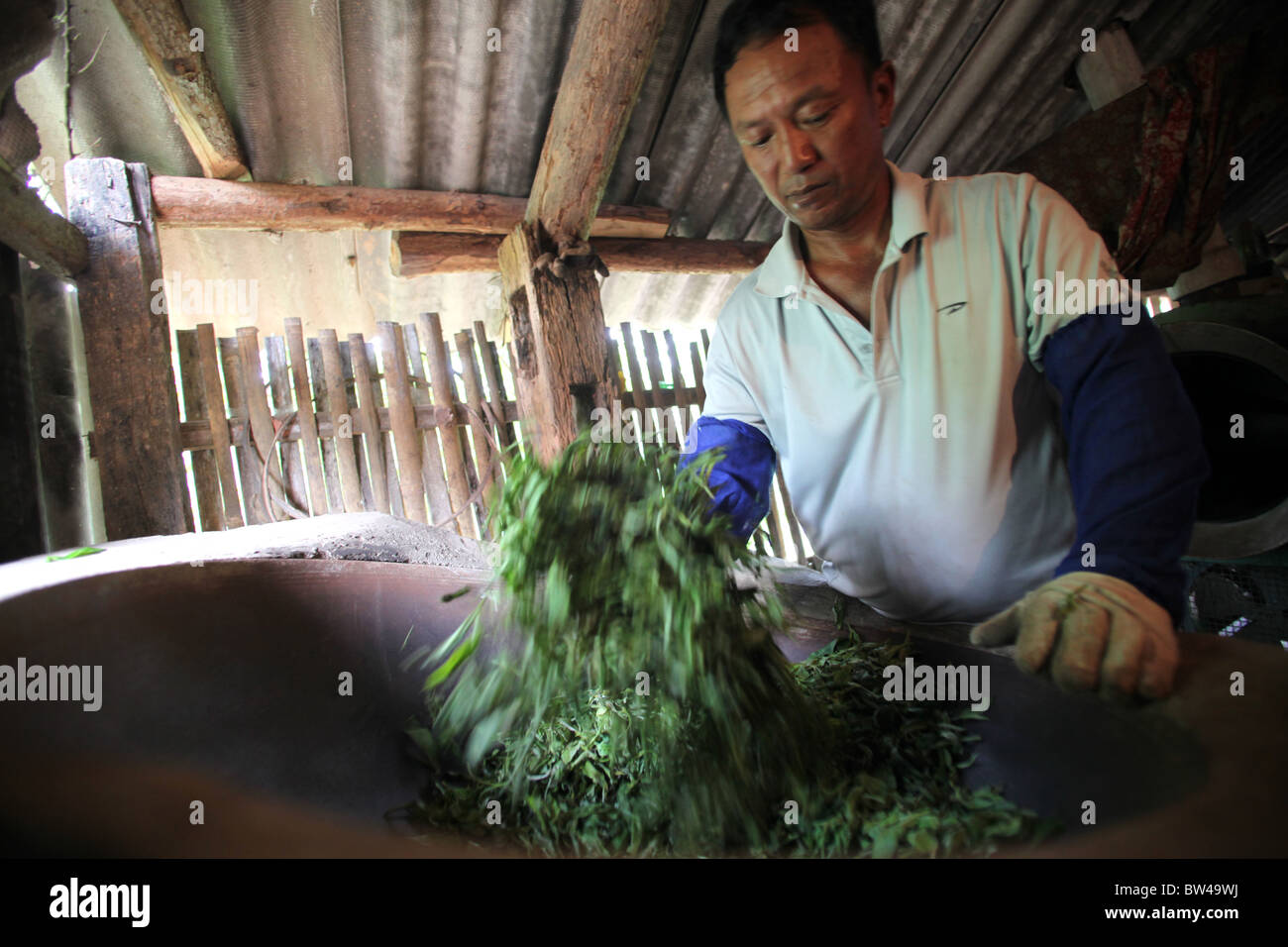 A local man dries and prepares Puer Pu'er or Pu-erh tea in ...