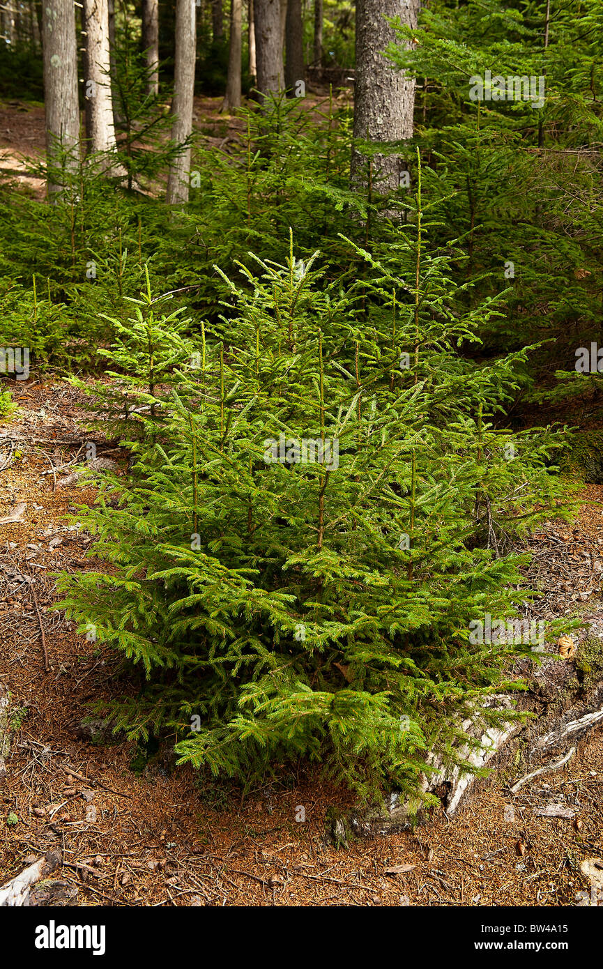 Conifer trees hi-res stock photography and images - Alamy