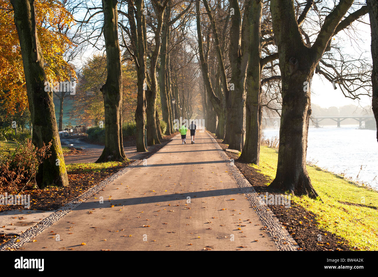 Avenue of Trees through Avenham/Miller Park in Preston Stock Photo - Alamy