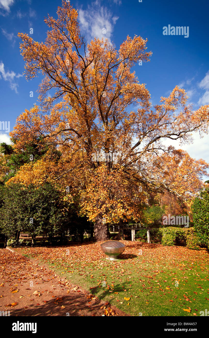 Big tree outdoor hi-res stock photography and images - Alamy