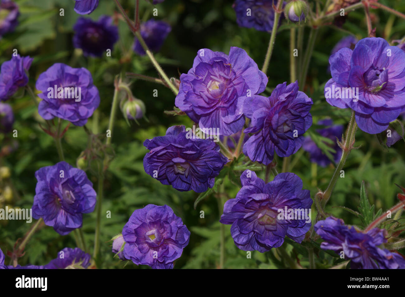Geranium pratense 'Plenum Caeruleum' Stock Photo - Alamy