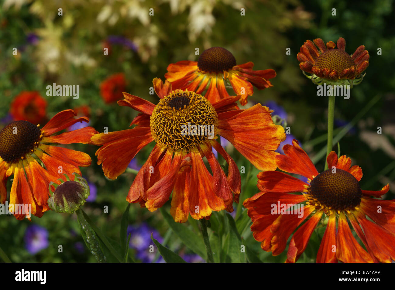 Helenium 'Moerheim Beauty' Stock Photo - Alamy