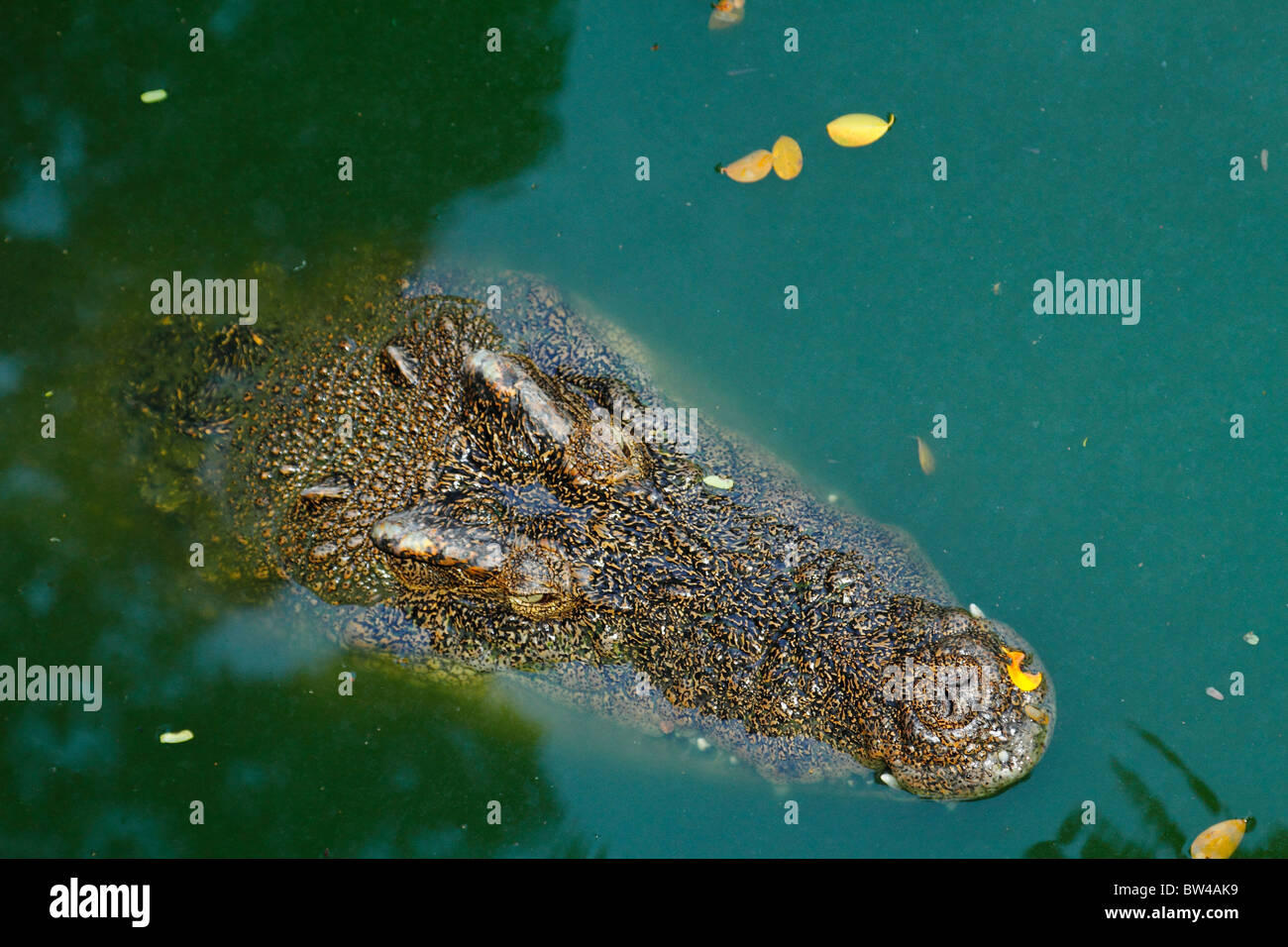 Swimming Crocodile head on the water. Close up shot. Pattaya Crocodile ...