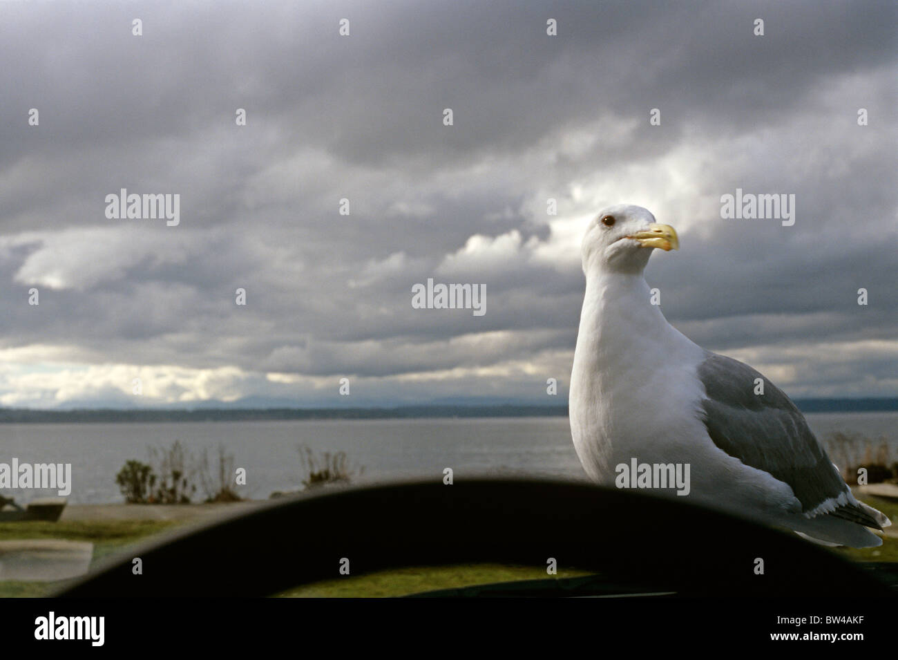 One seagull on car looking in window for food at Shilshole Marina ...