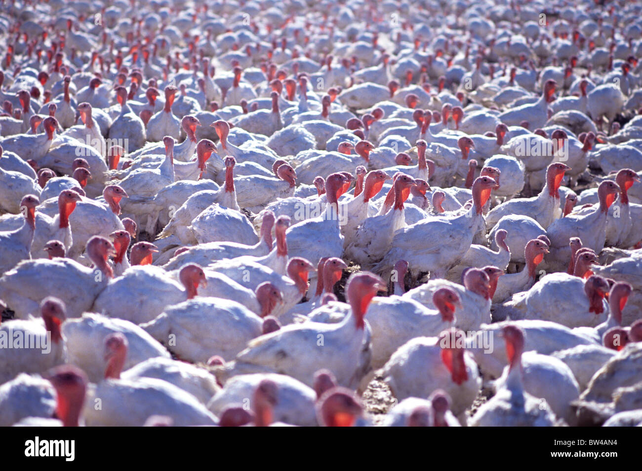 Poultry farm with turkeys near McMinnville, Yamhill County Oregon State ...
