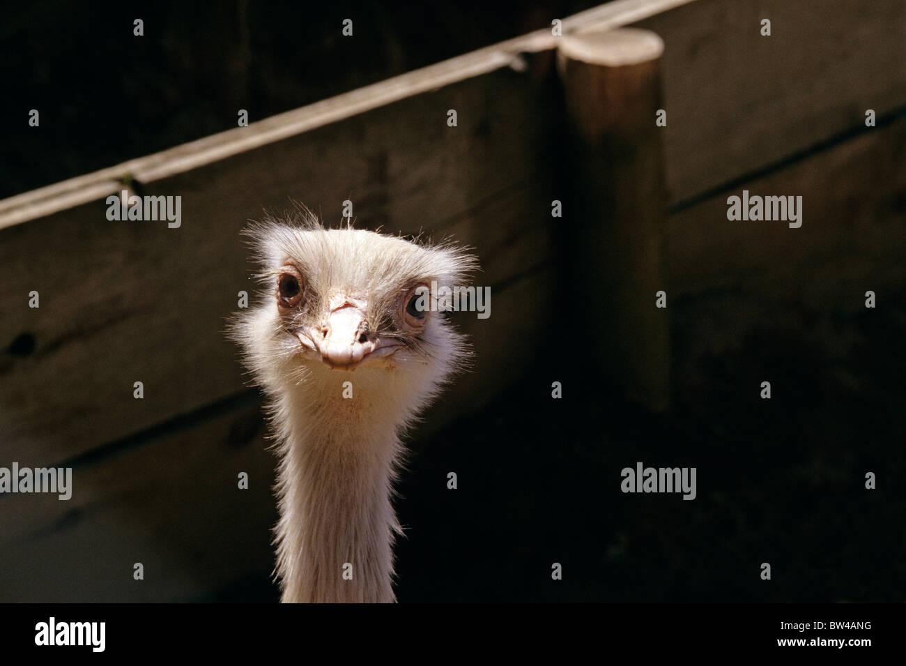 Rhea bird looking into camera West Coast Game park Bandon Oregon State ...