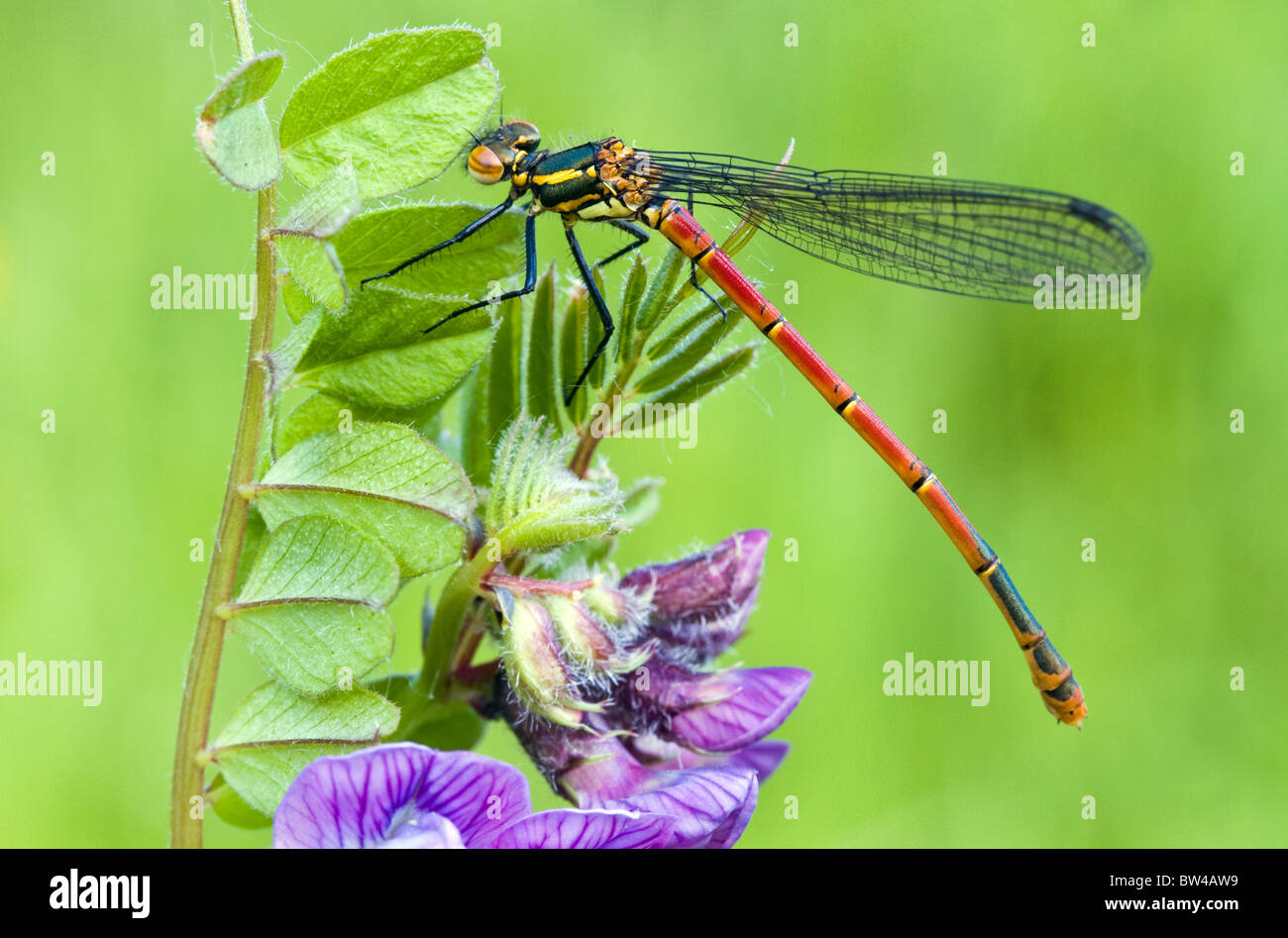 male large red damselfly Stock Photo - Alamy