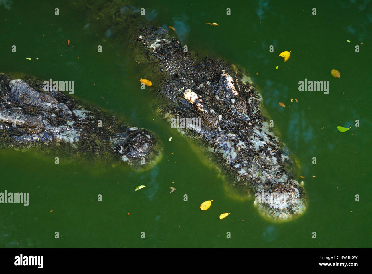 Swimming Crocodile on the water. Close up head shot. Pattaya Crocodile ...