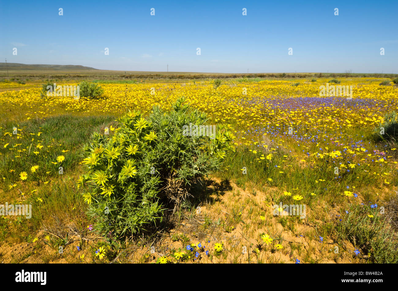 Desert Bloom Matjiesfontein Farm Namaqualand Northern Cape South Africa ...