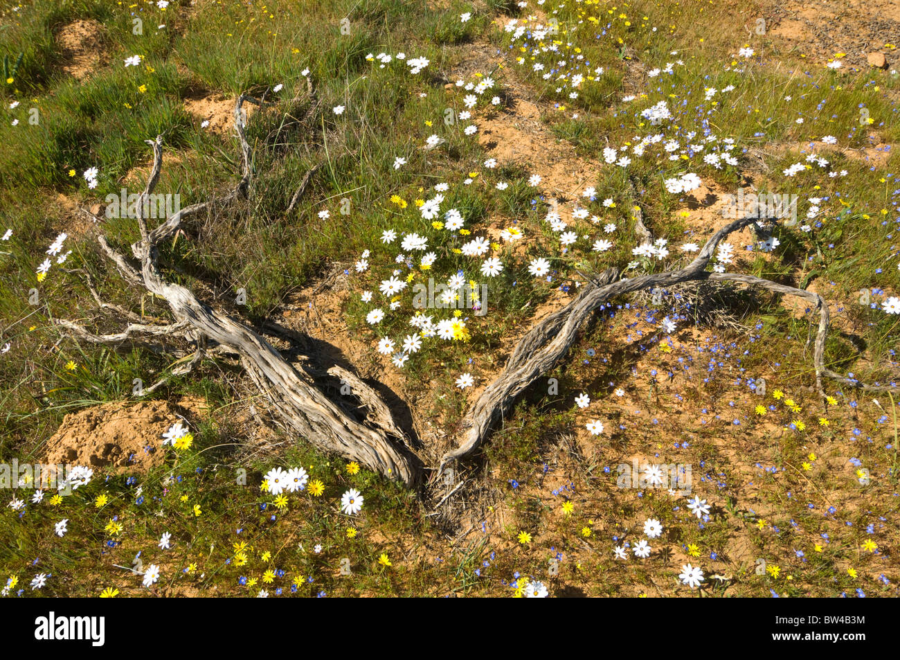 Desert Bloom Matjiesfontein Farm Namaqualand Northern Cape South Africa ...