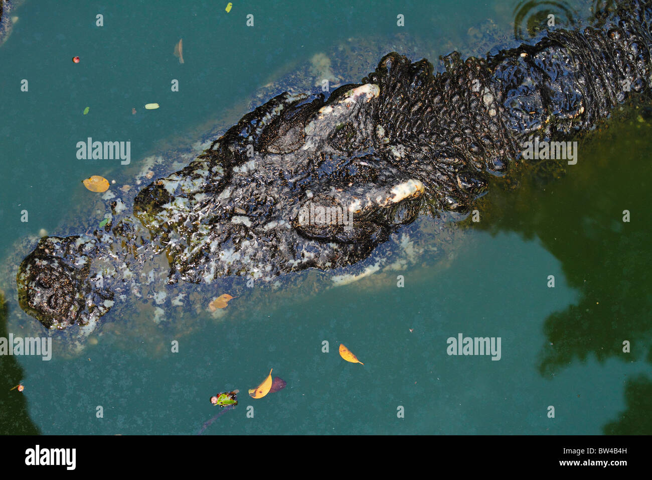 Swimming Crocodile head on the water. Close up shot. Pattaya Crocodile ...