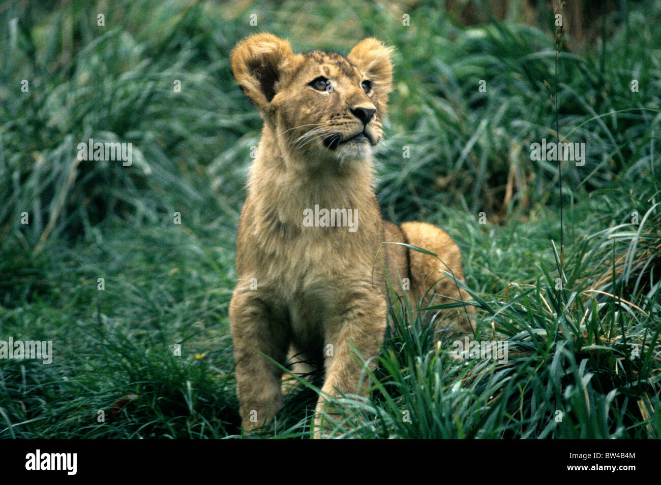 Woodland park zoo lion safari habitat with baby lion looking up Seattle ...