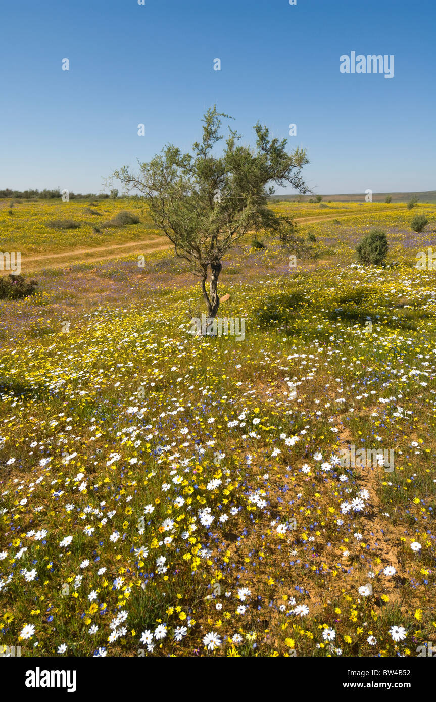 Desert Bloom Matjiesfontein Farm Namaqualand Northern Cape South Africa ...
