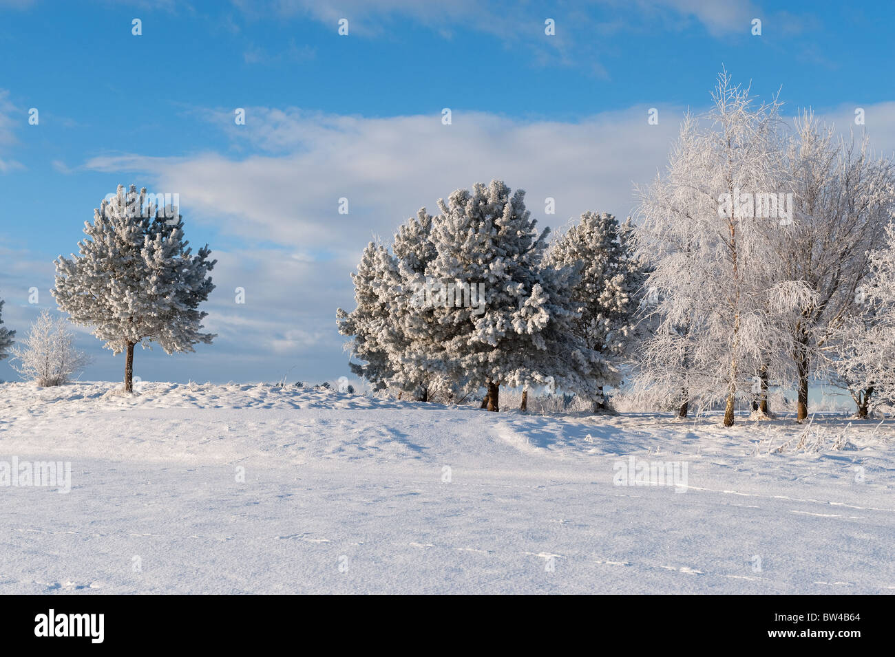 Beautiful picture of a winter tree cover with snow Stock Photo - Alamy