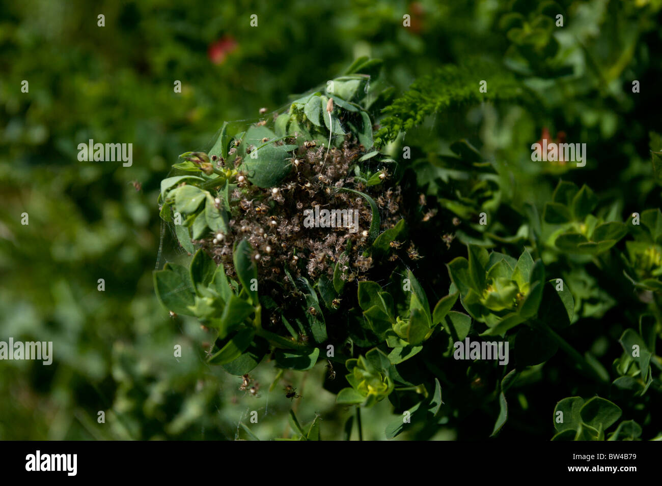 Spiders nest hi-res stock photography and images - Alamy