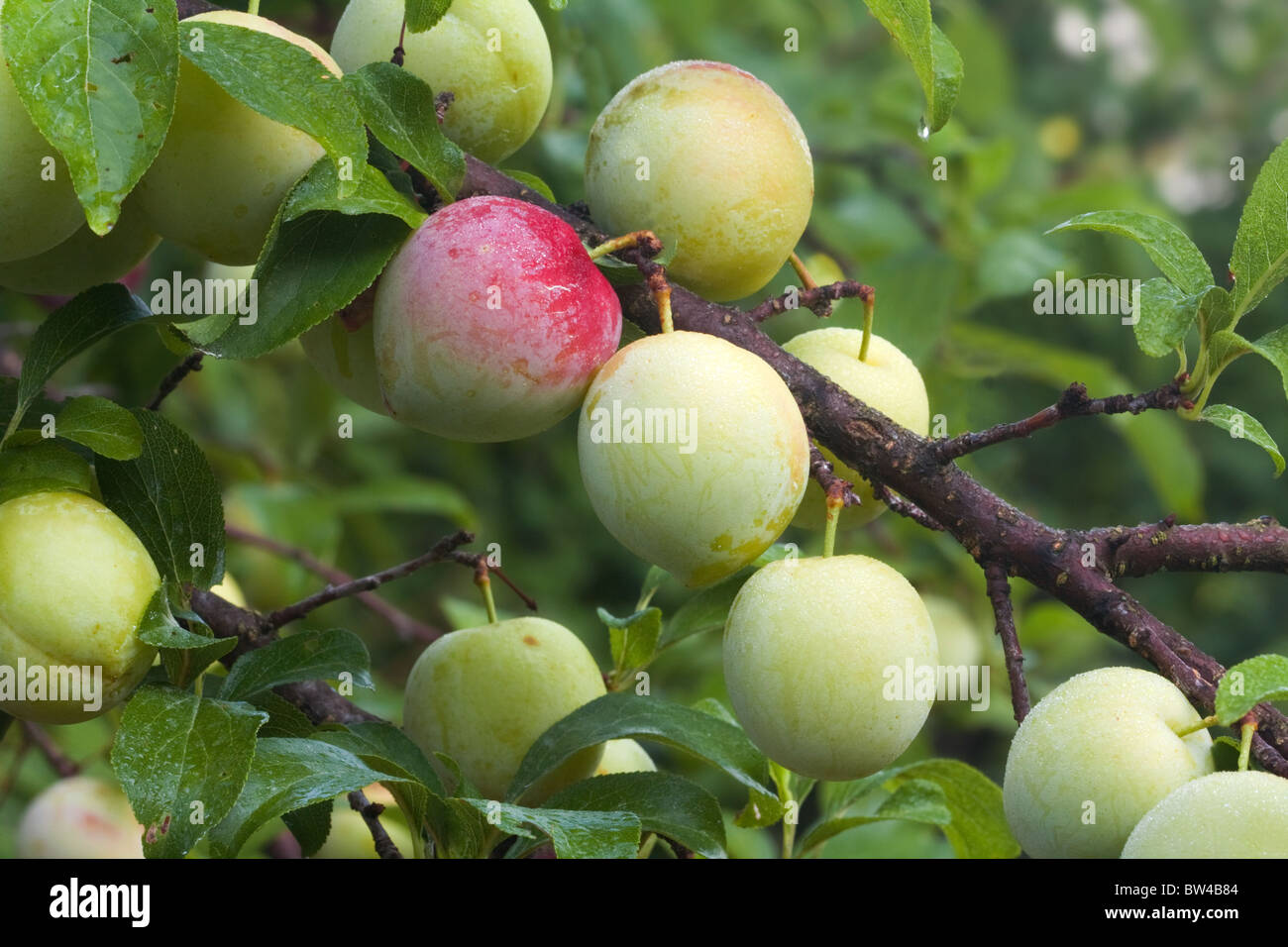 Japanese plum tree hi-res stock photography and images - Alamy