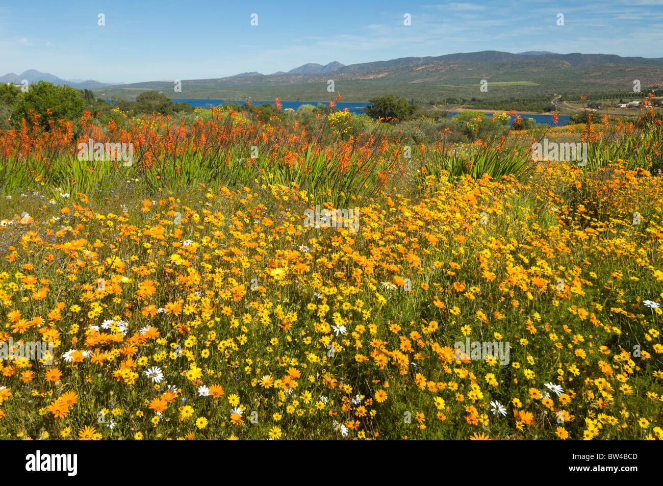 Ramskop Wildflower Garden Namaqualand Northern Cape South Africa Stock ...