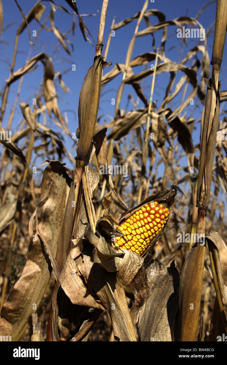 Autumn Corn Field Stock Photo - Alamy