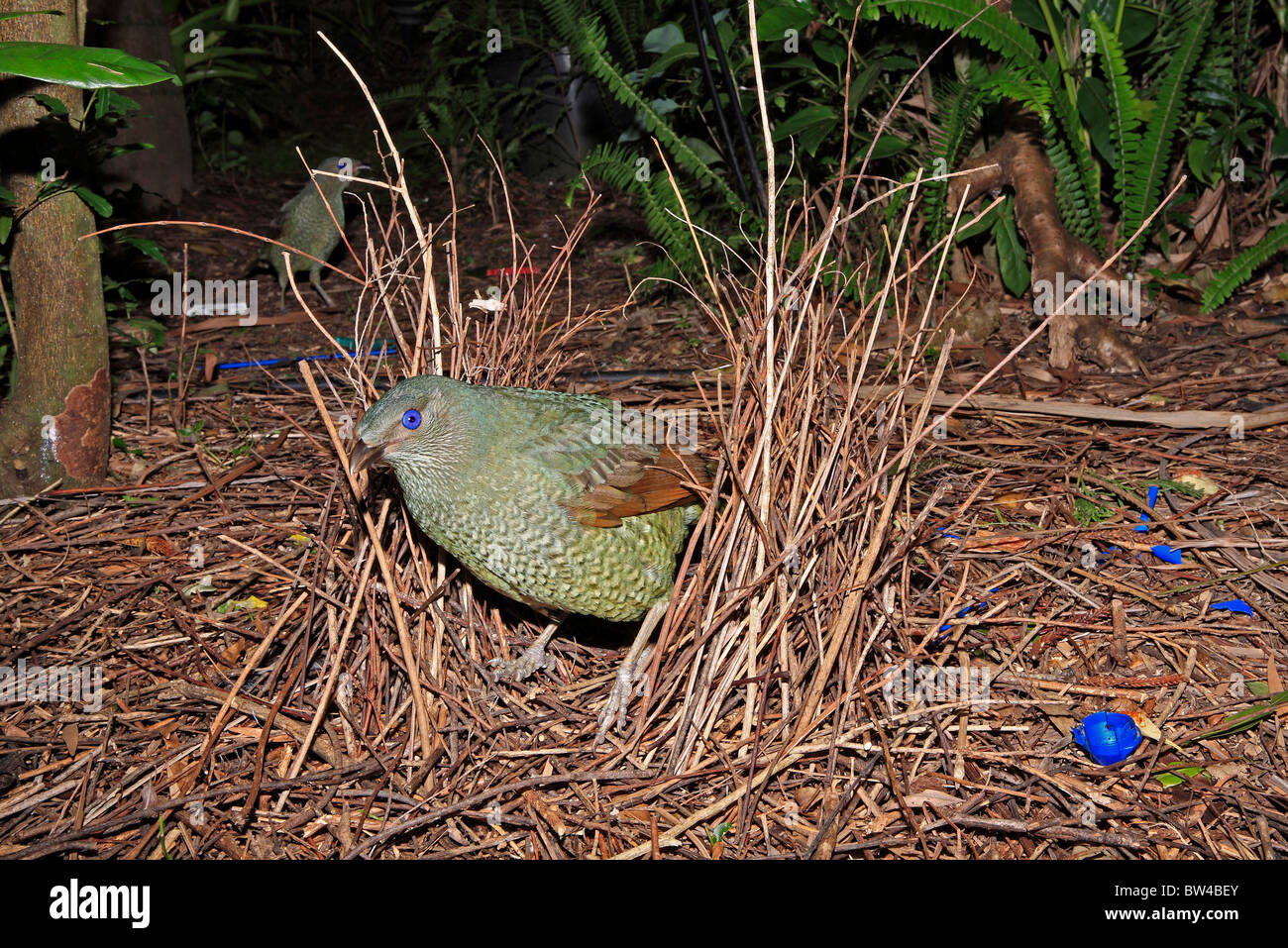 Satin bowerbird nest hi-res stock photography and images - Alamy
