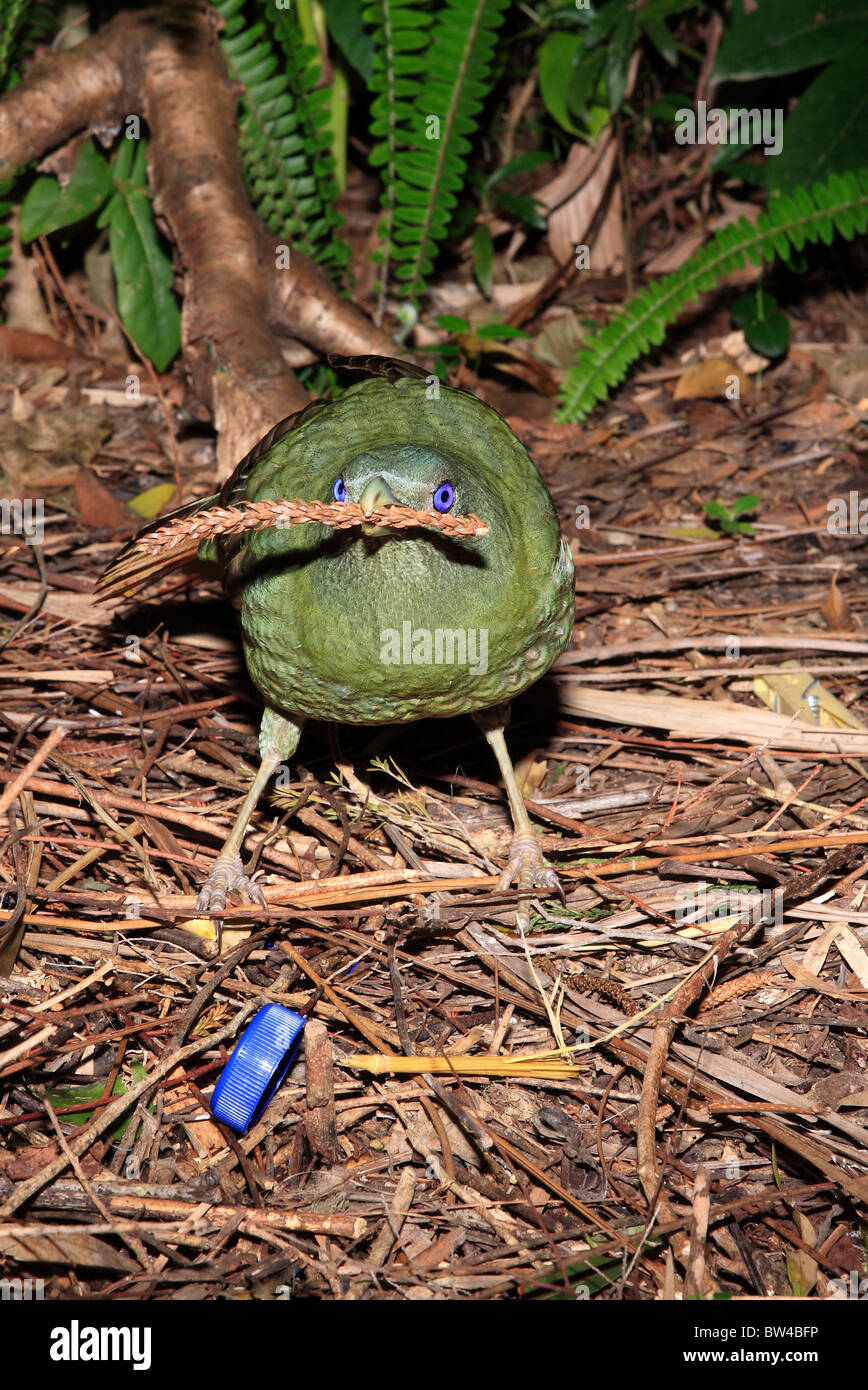 a green satin bowerbird, Ptilonorhynchus violaceus, displaying to ...
