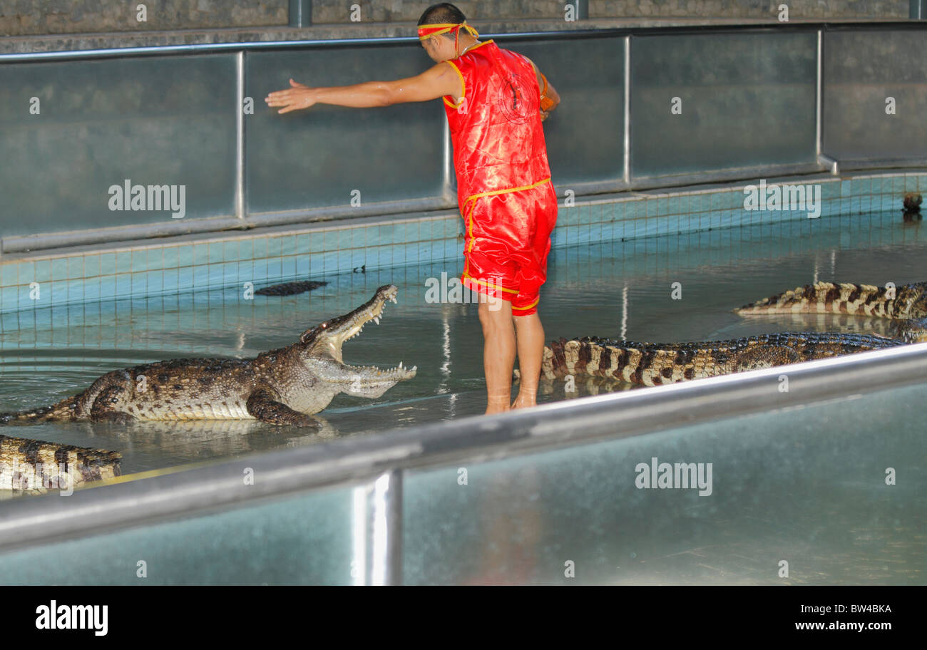Crocodile (alligator) man in his show with crocodiles, Bangkok ...