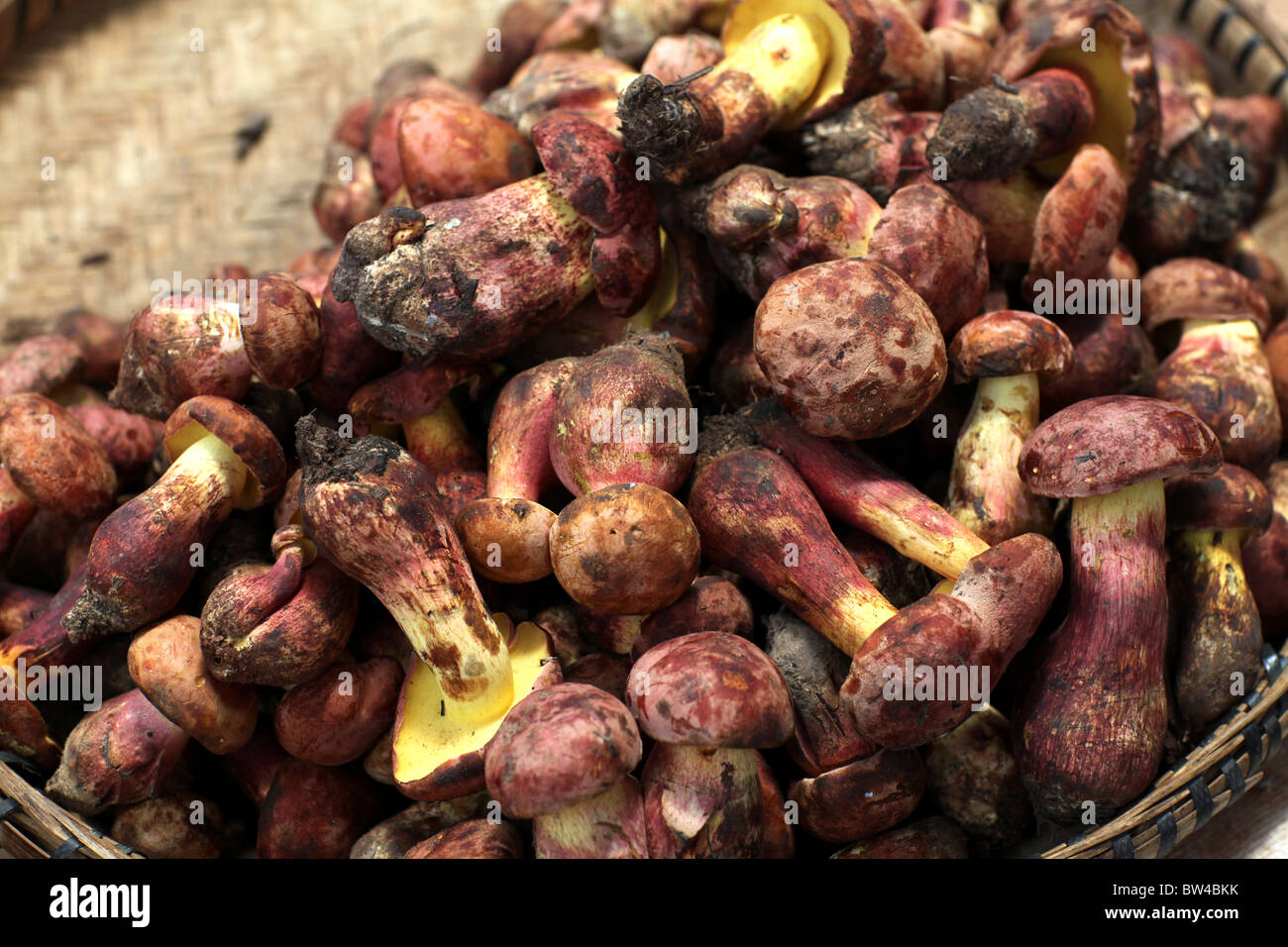 Exotic mushrooms hi-res stock photography and images - Alamy