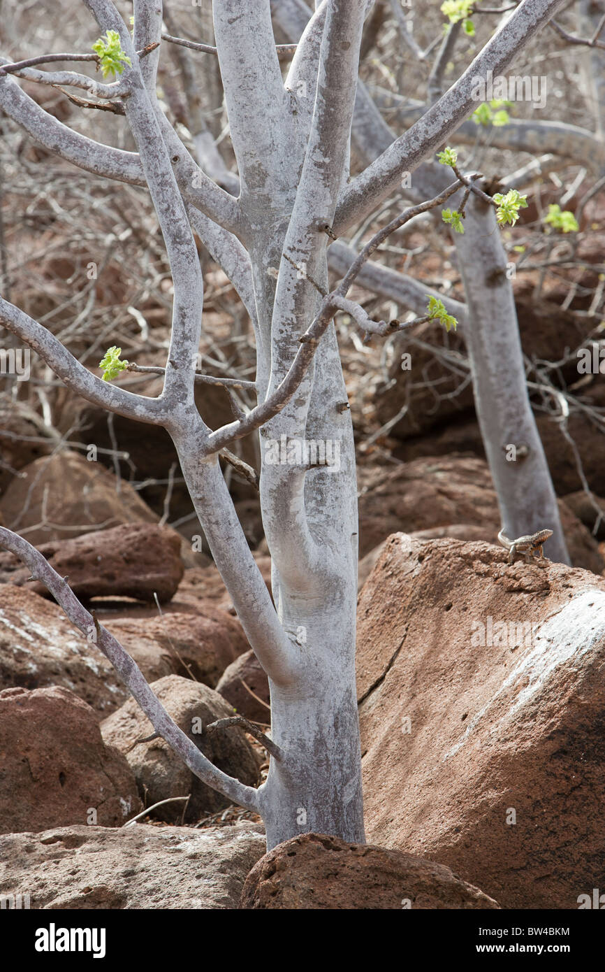 Palo Santo Tree Stock Photos & Palo Santo Tree Stock Images - Alamy