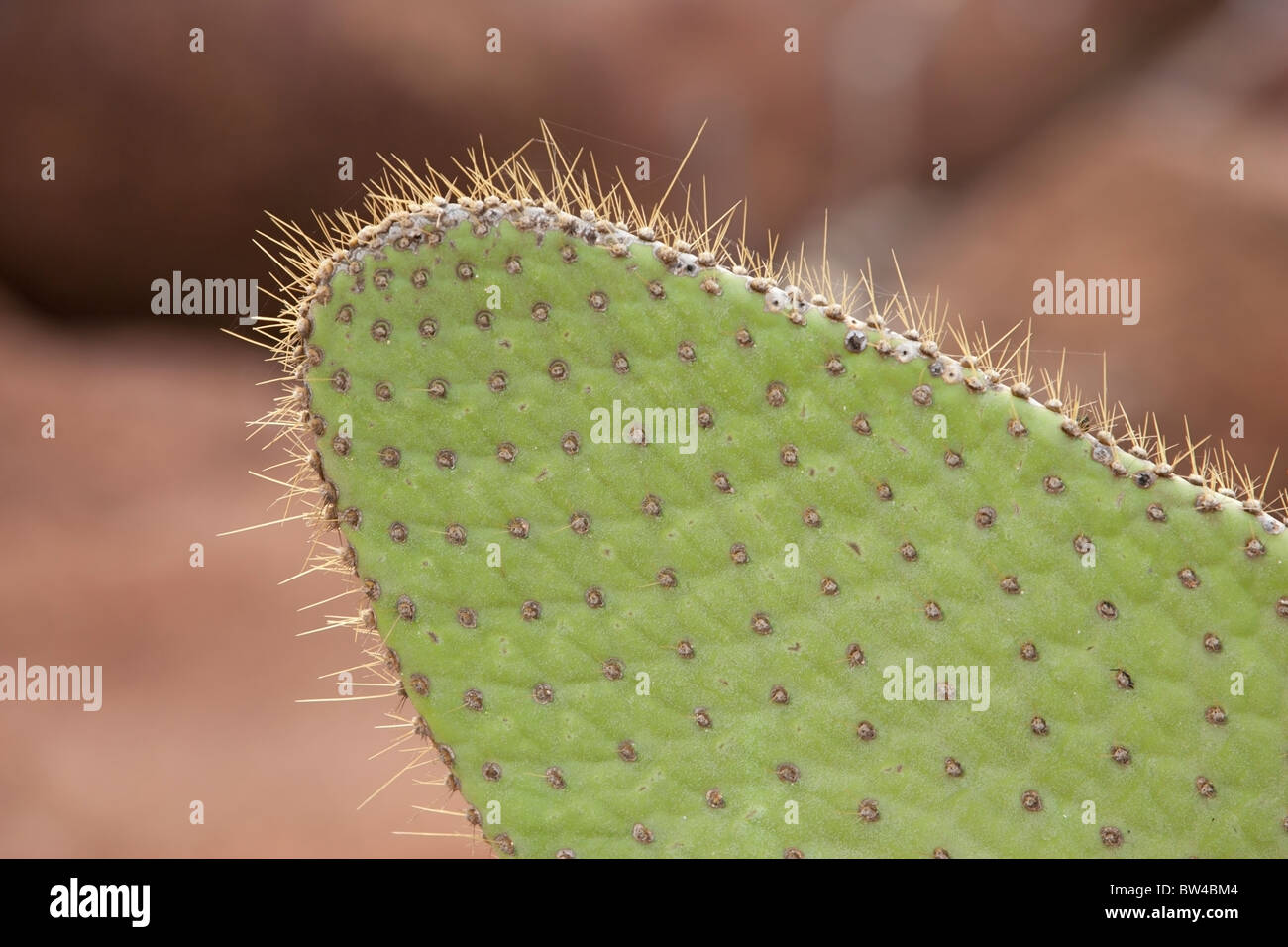 Giant Prickly Pear Cactus (Opuntia echios zacana) on North Seymour ...