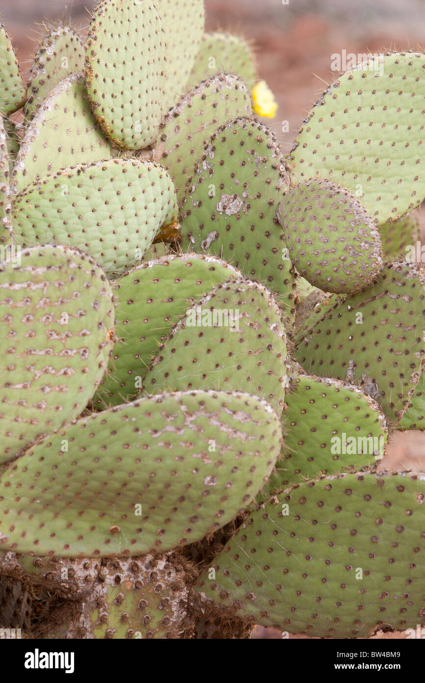 Giant Prickly Pear Cactus (Opuntia echios zacana) on North Seymour ...