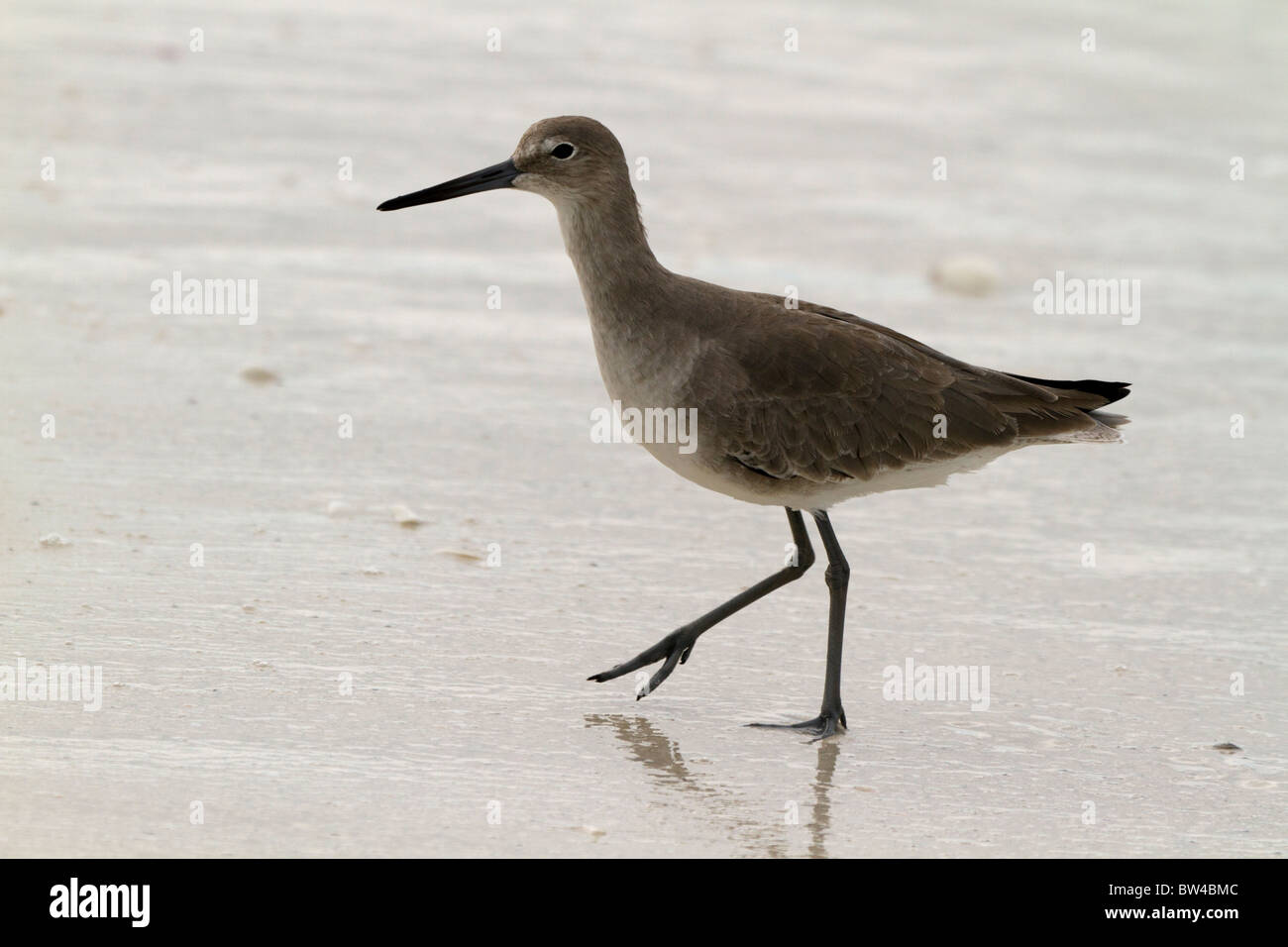 Shore bird beach hi-res stock photography and images - Alamy