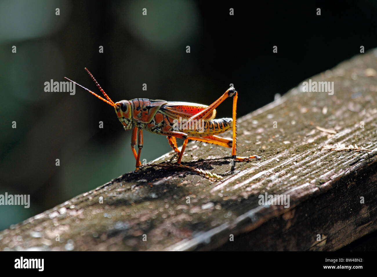 Florida grasshopper hi-res stock photography and images - Alamy