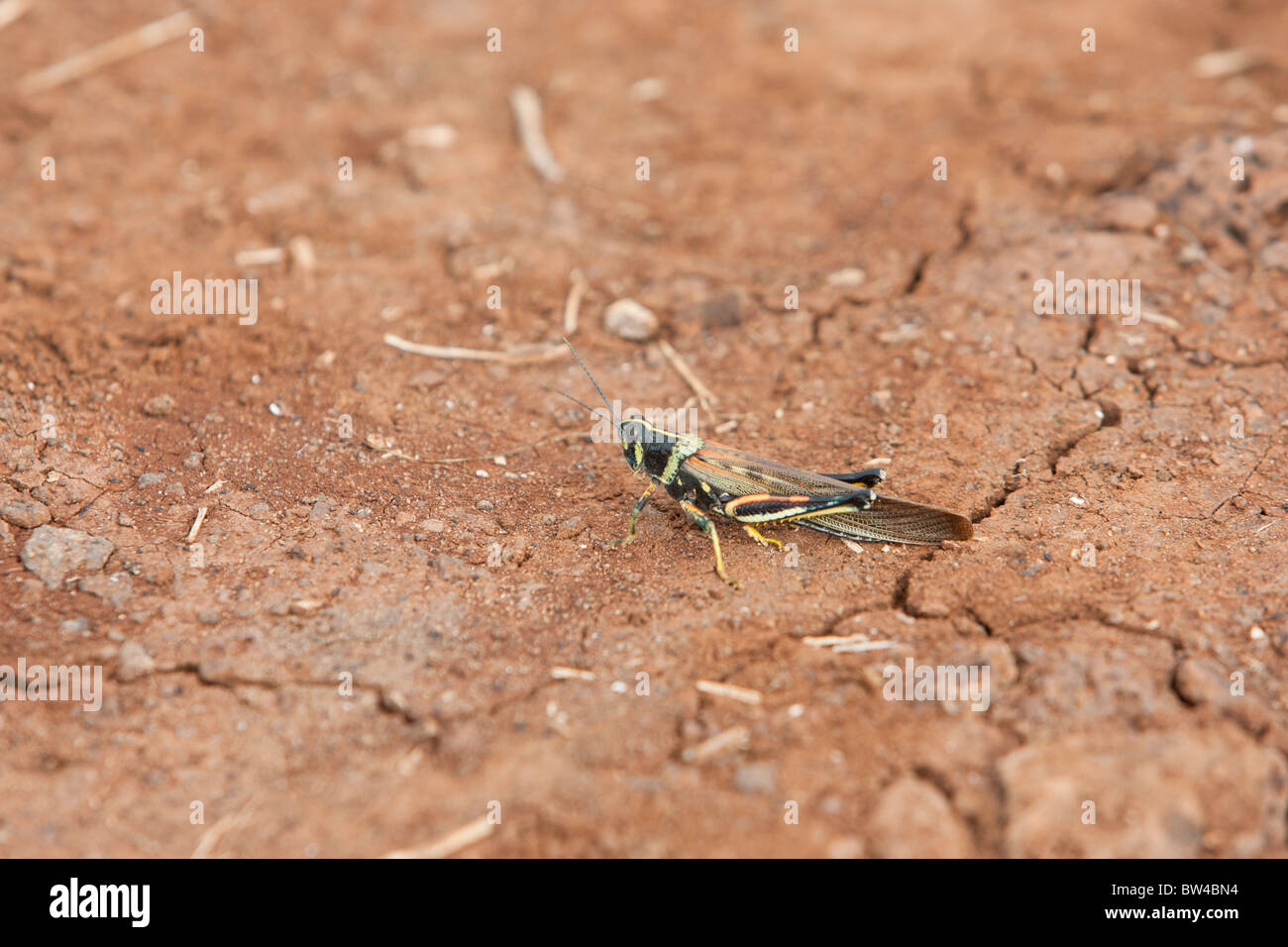 Large Painted Locust (Schistocerca melanocera) on North Seymour Island ...