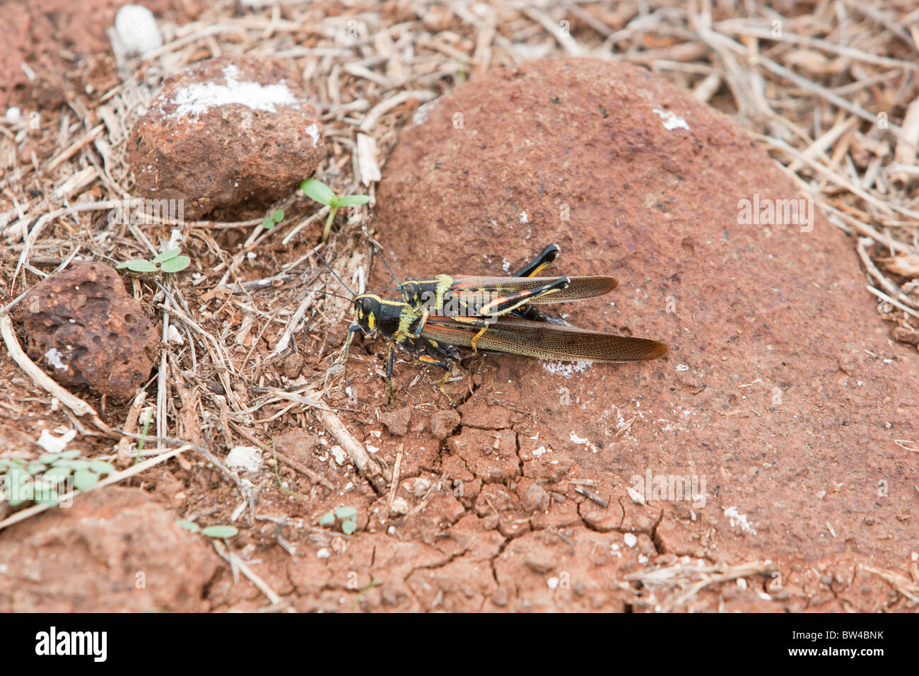 Large Painted Locust (Schistocerca melanocera), pair mating on North ...